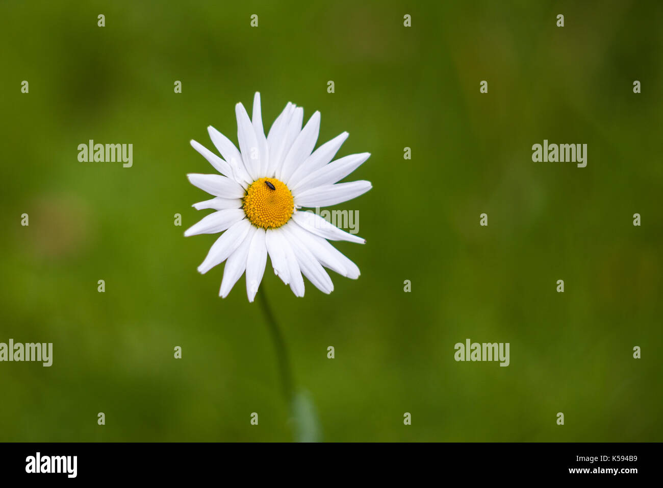 Big daisy hi-res stock photography and images - Alamy