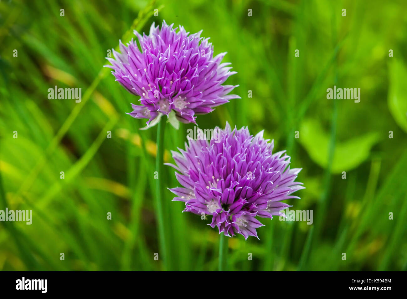 Purple flowers of a chive on a green grass background. Allium ...