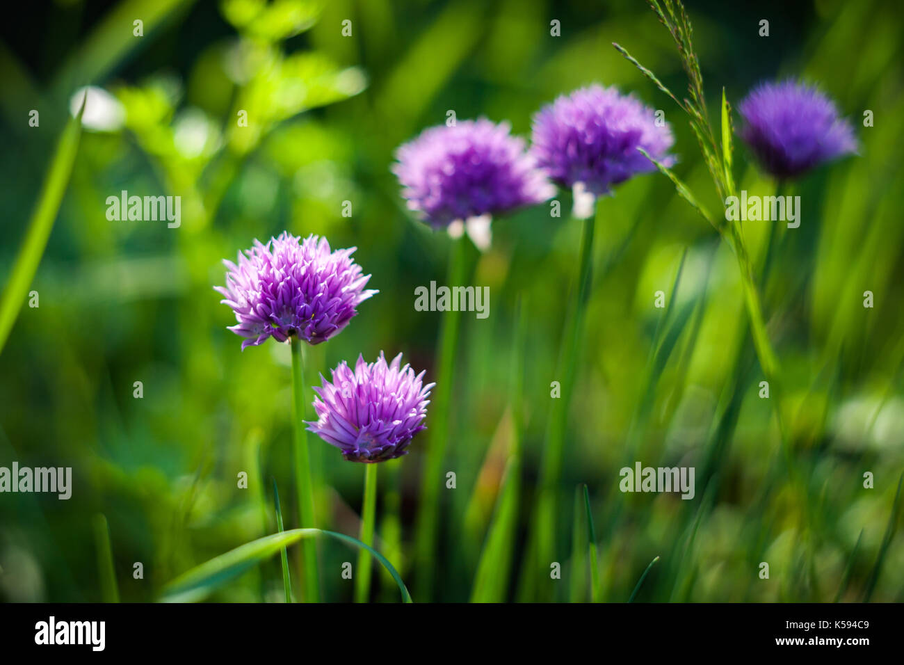 Purple flowers of a chive on a green grass background. Allium ...