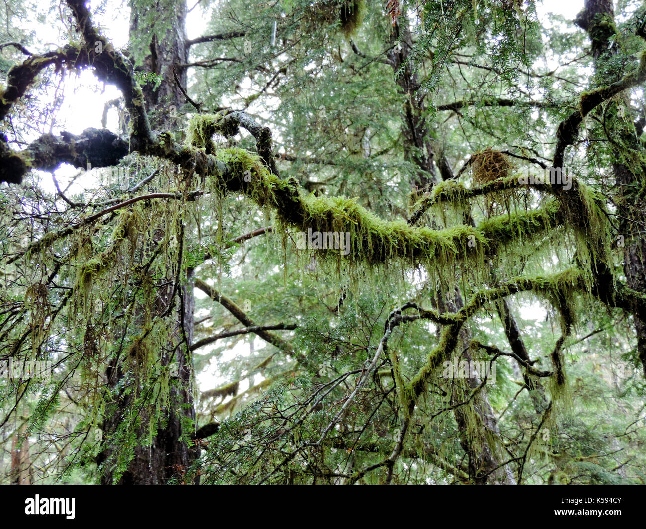 GREEN GROWTH IN RAINFOREST, ALASKA Stock Photo - Alamy