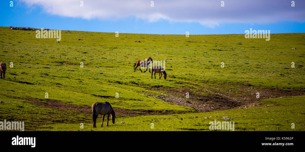 Wild horses range the Pryor Mountains outside Lovell, Wyoming Stock ...