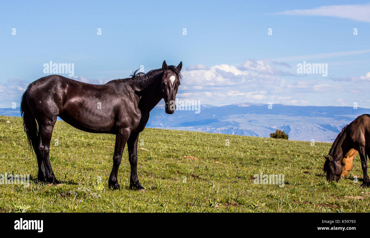 Wild horses range the Pryor Mountains outside Lovell, Wyoming Stock ...