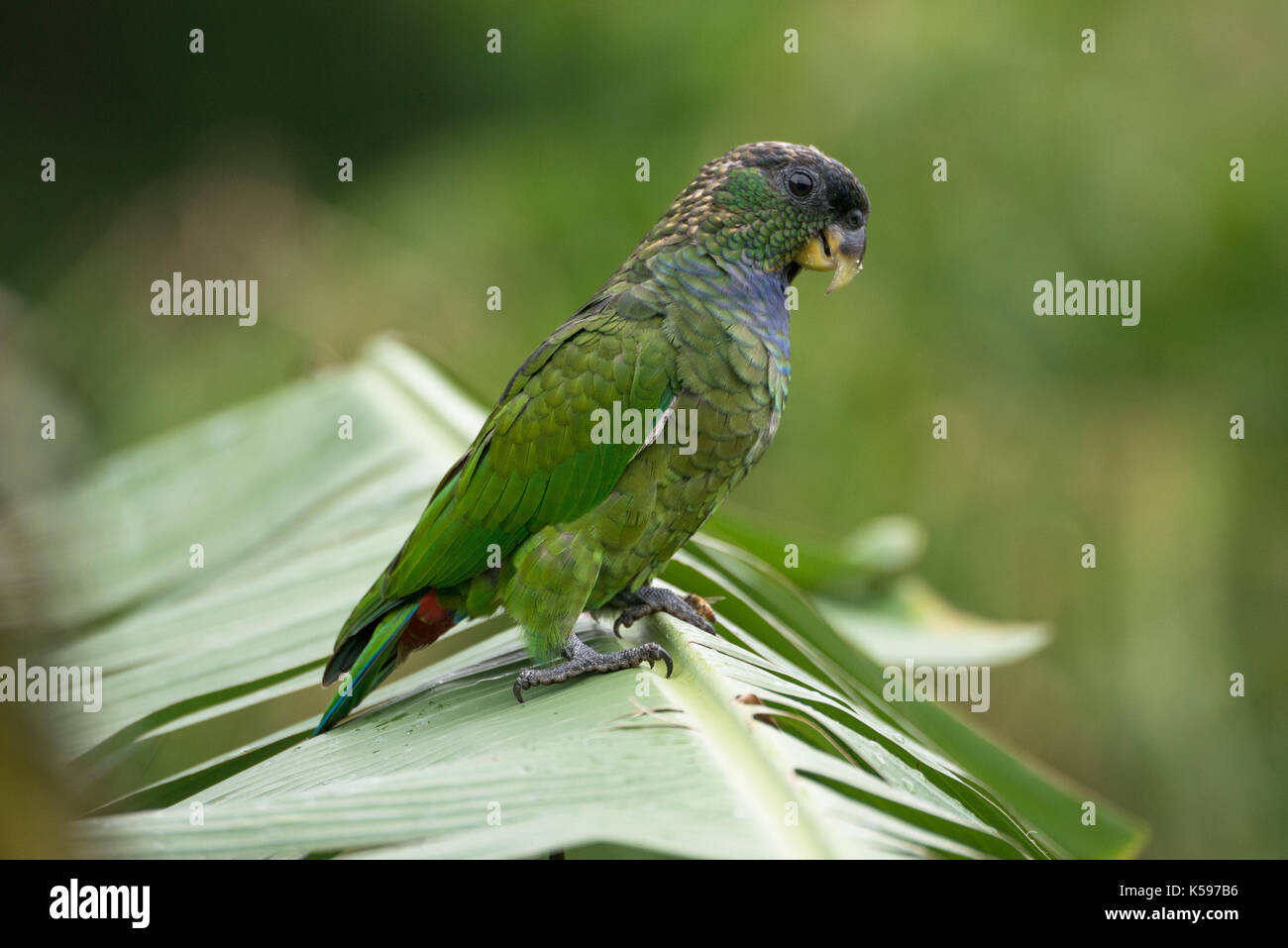 Scaly headed parrot (pionus maximiliani) hi-res stock photography and ...