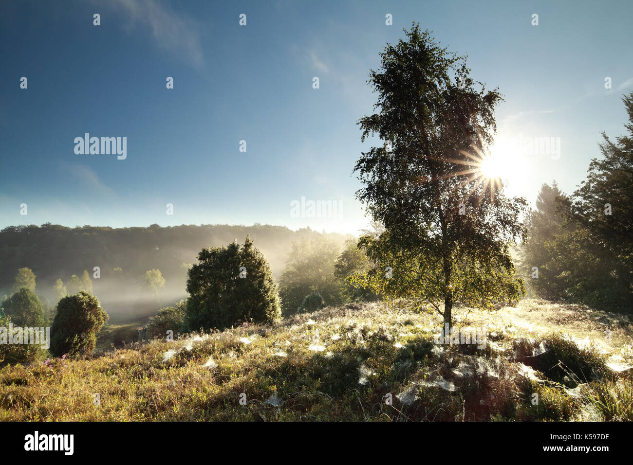 Sunlight through birch tree hi-res stock photography and images - Alamy