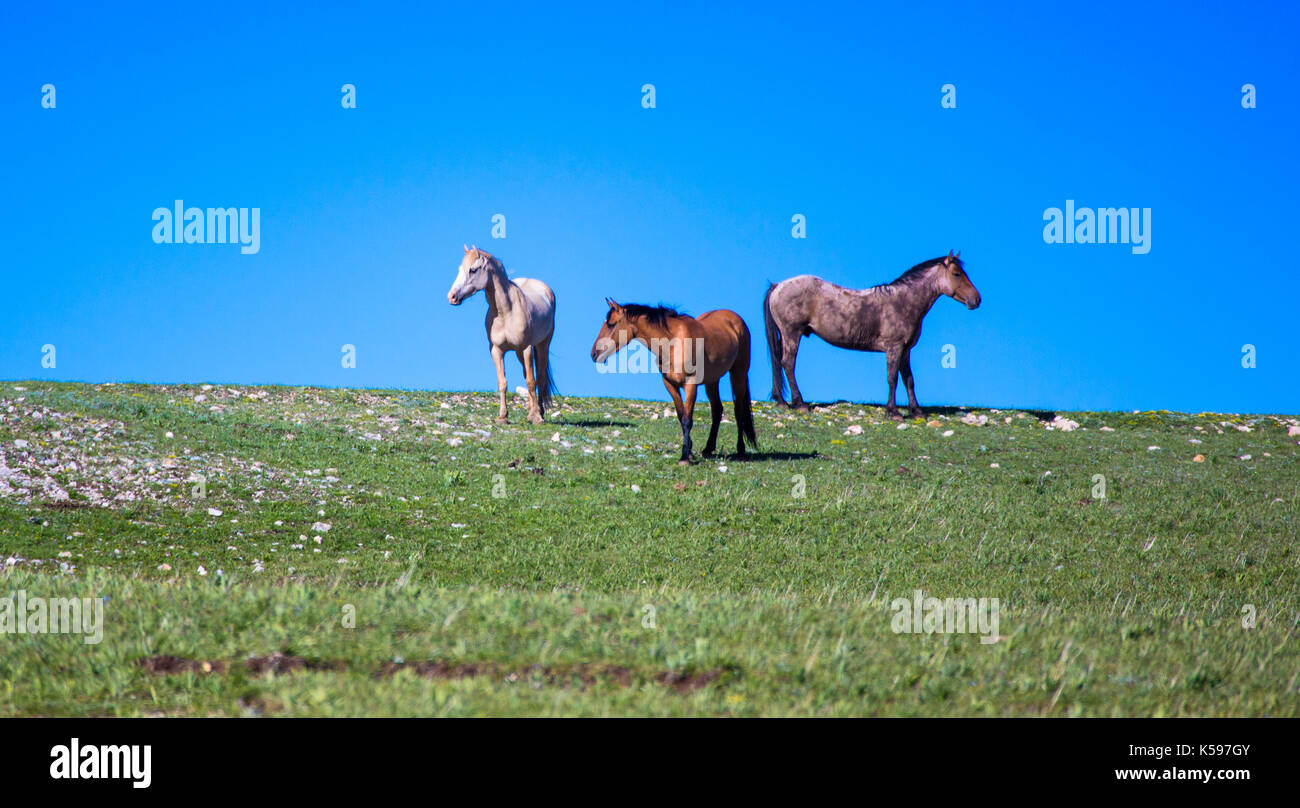 Wild horses range the Pryor Mountains outside Lovell, Wyoming Stock ...