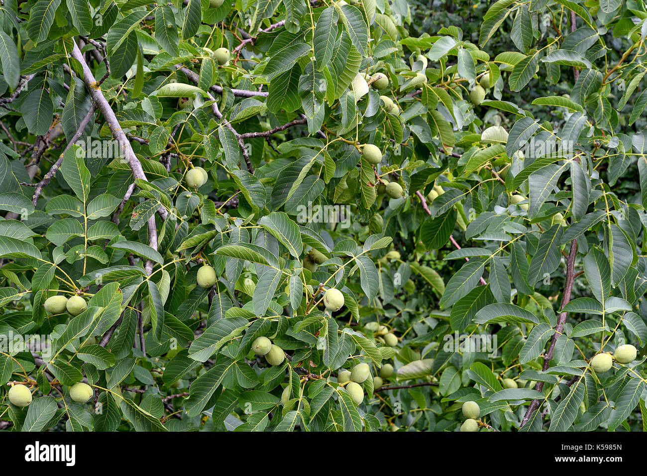 almond crop growing on tree Stock Photo - Alamy