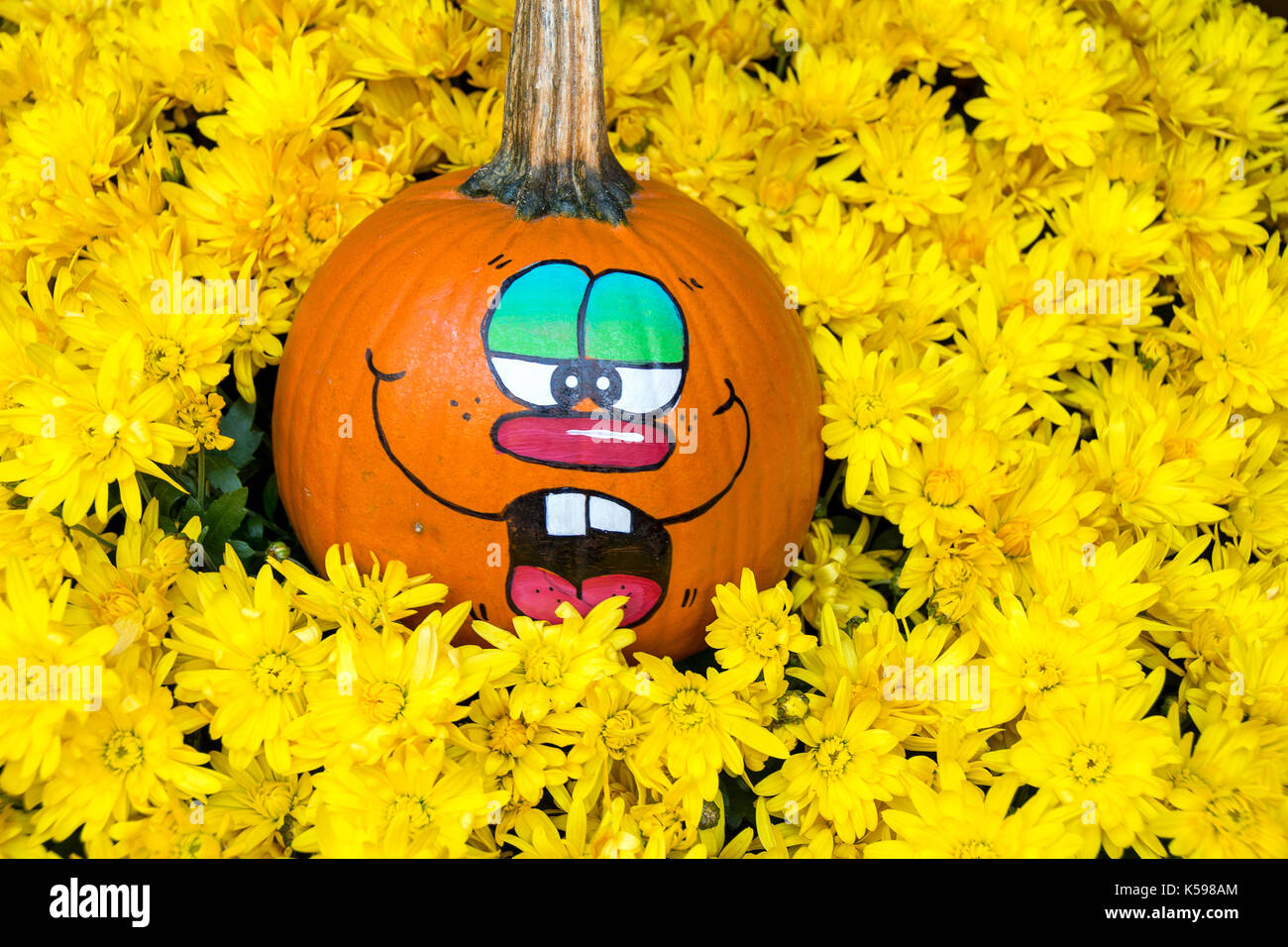 funny face on autumn pumpkin in yellow mums Stock Photo - Alamy