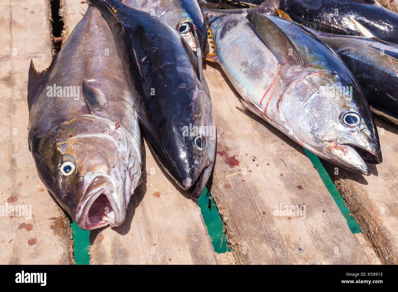 CAPE VERDE SAL freshly caught yellowfin tuna fish (Thunnus albacares ...
