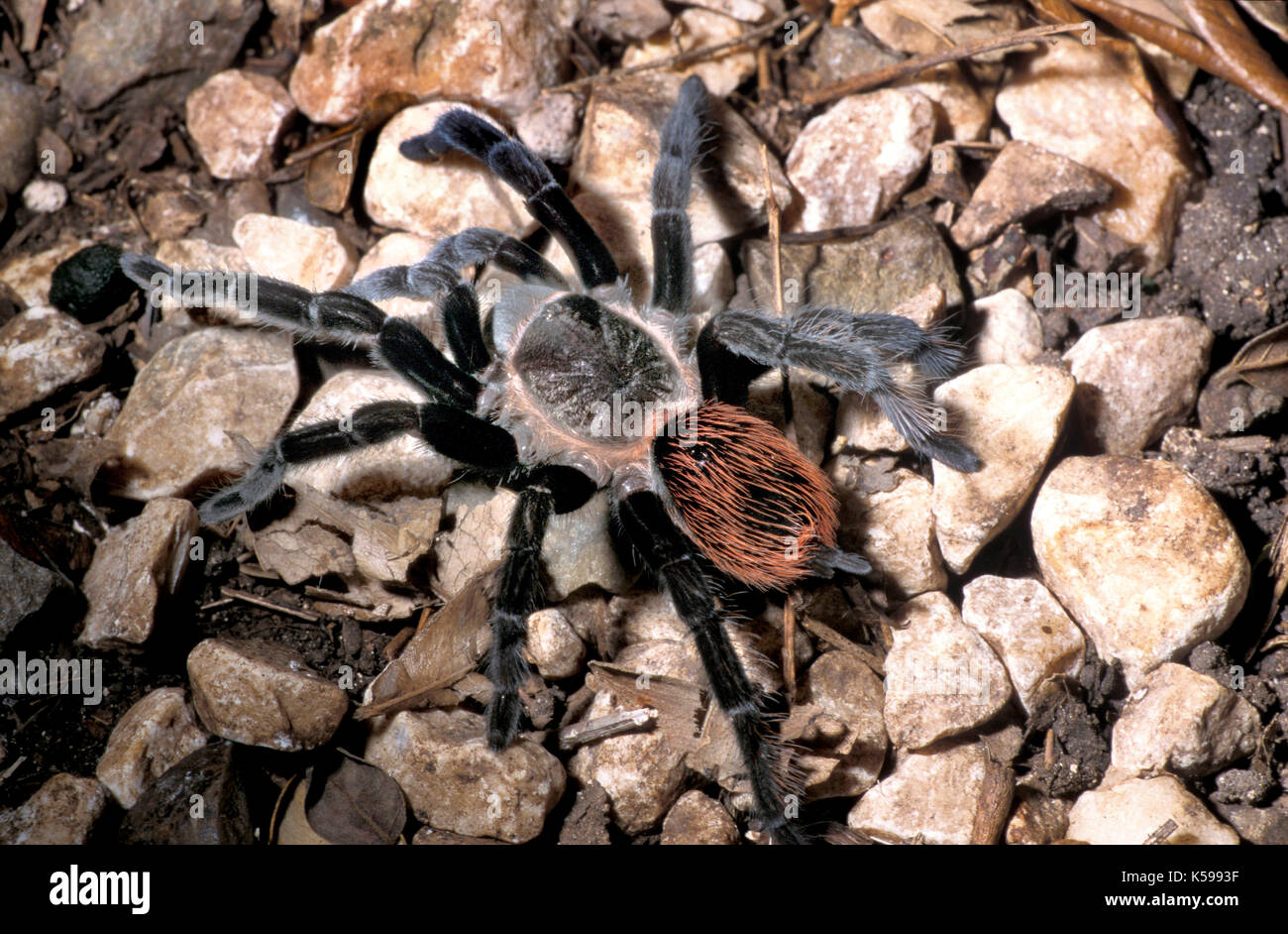 Red Rumped Tarantula, Megalmorph, Belize, on stony pathway hunting at ...