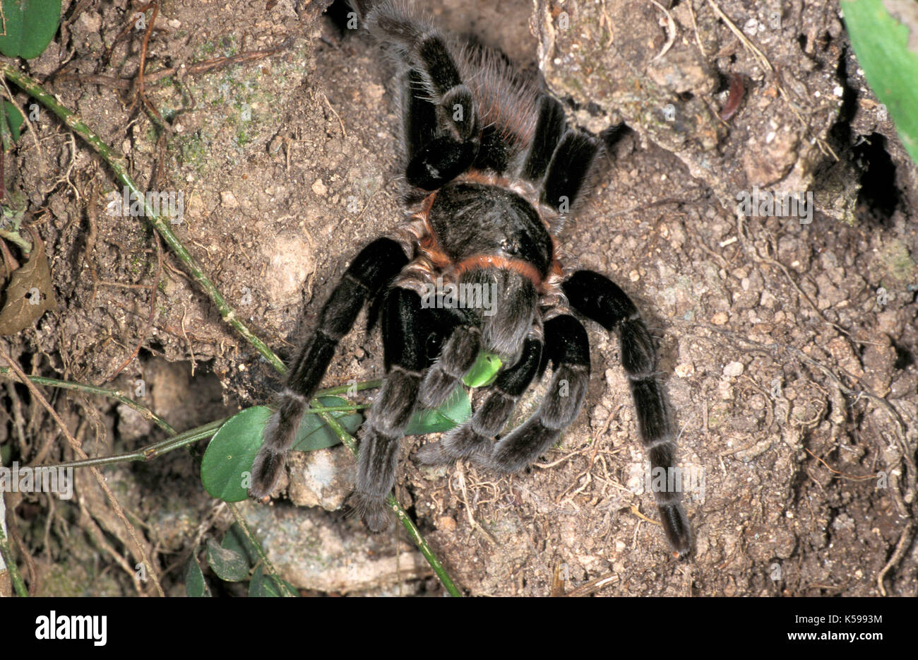 Tarantula burrow hi-res stock photography and images - Alamy