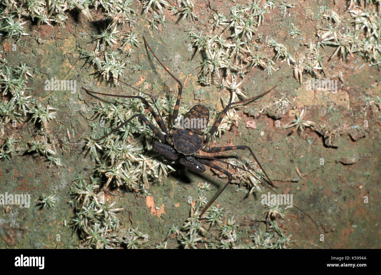 Scorpion wall hi-res stock photography and images - Alamy