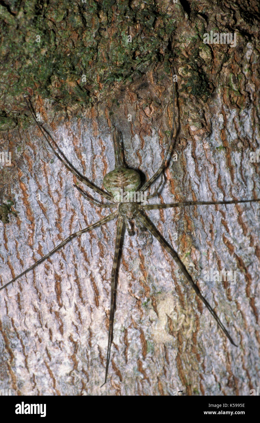 Two Tailed Spider, Hersilia bicornutus, Belize, hunting at night ...