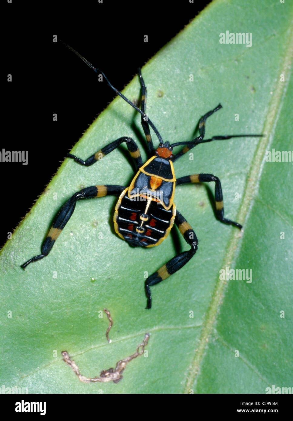 Assassin Bug, on leaf, Belize, night, Central America Stock Photo - Alamy