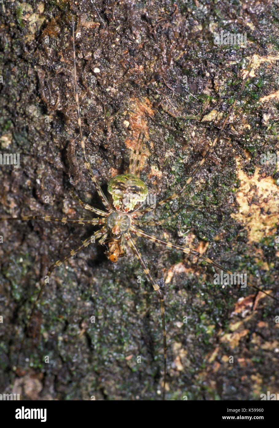 Two Tailed Spider, Hersilia bicornutus, Belize, hunting at night ...
