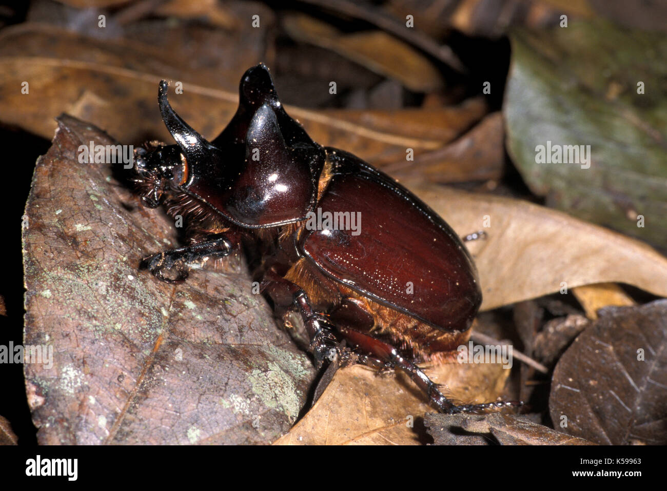 Rhino Beetle, male, Heterogomphus chevrolati, Belize, showing horn of ...
