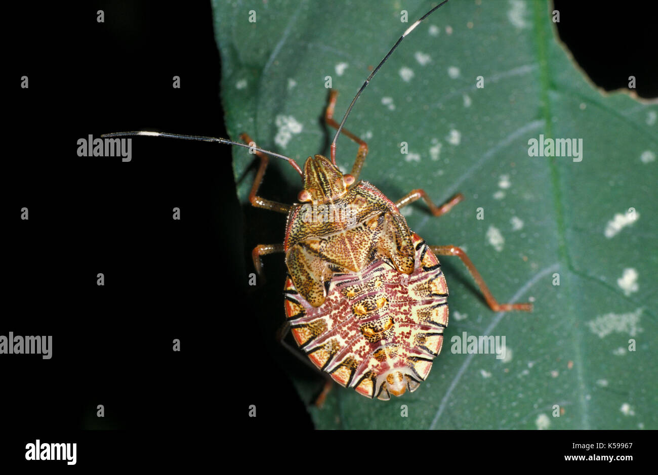 Scutelleridae hi-res stock photography and images - Alamy