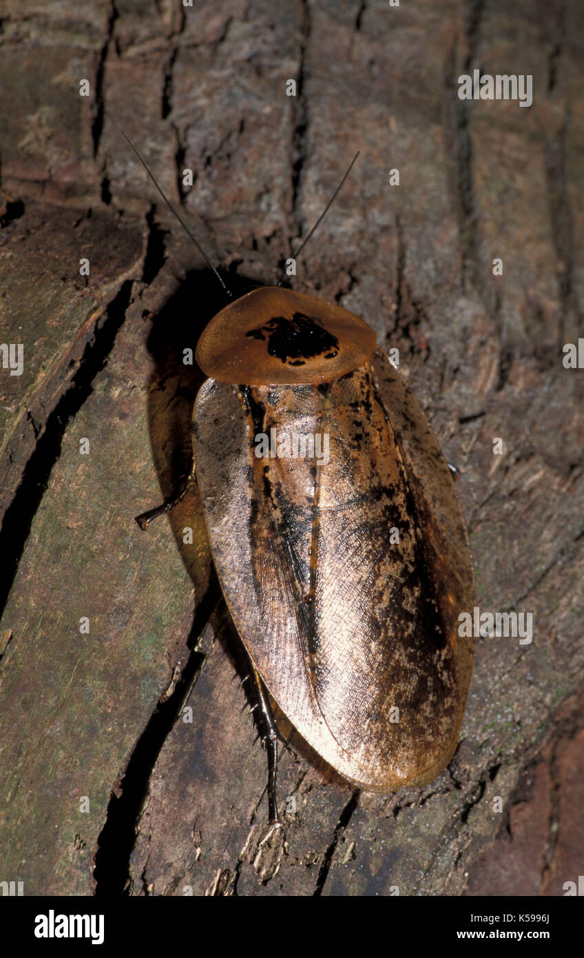 Cockroach, Blaberus atropos, Belize on wood, Central America Stock ...