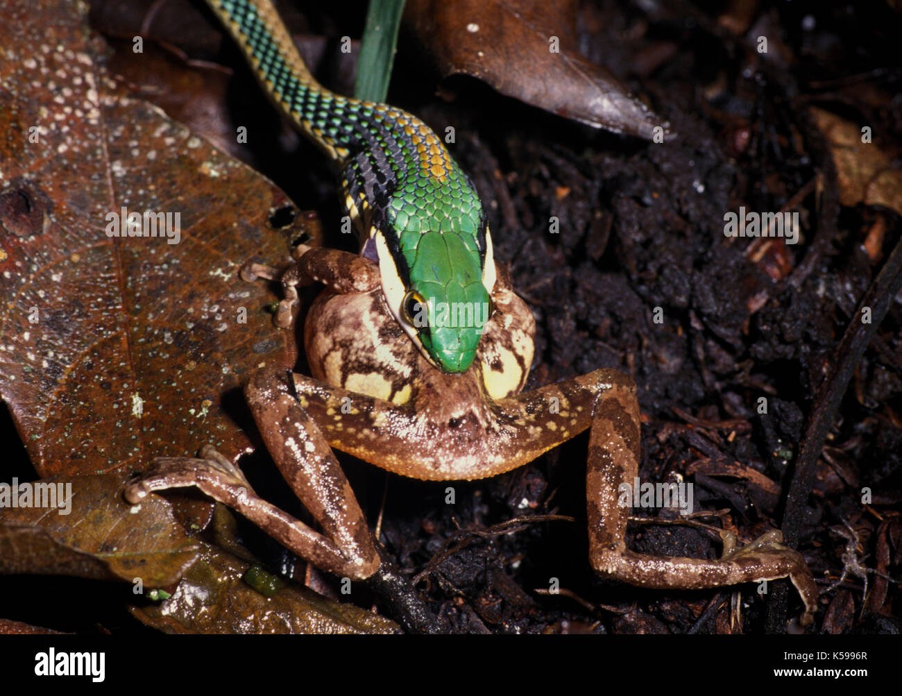 Green headed Tree Snake, Leptophis mexicanus, Belize, feeding on frog ...