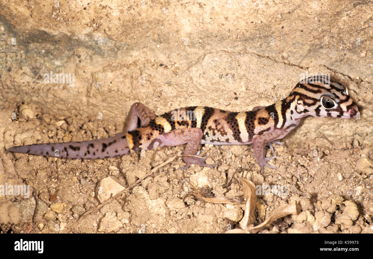 Gecko belize hi-res stock photography and images - Alamy