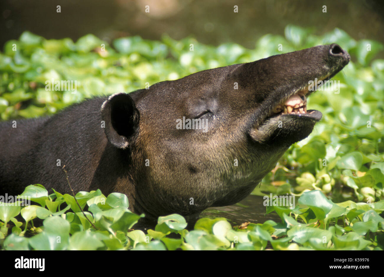 Bairds Tapir, Tapirus bairdii, Belize, in pond, sniffing air, weeds ...