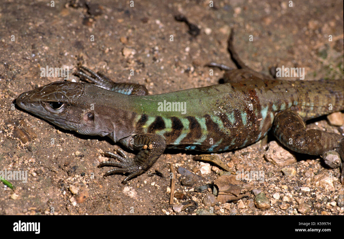 Rainbow Ameiva, Barred Whiptail, or Metallic Ameiva (Ameiva undulata ...