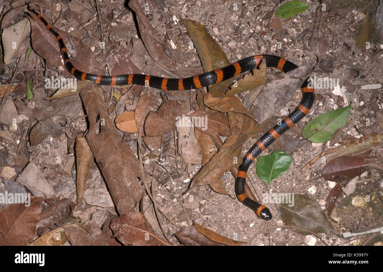 Snail Eating Snake, Dipsas brevifacies, Belize, on forest floor Stock ...