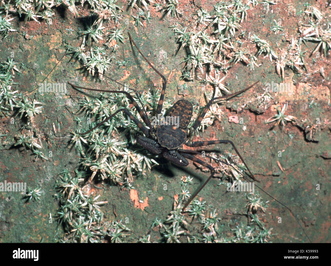 Whip Spider Scorpion, Amblypygi, Belize, camouflaged Stock Photo - Alamy