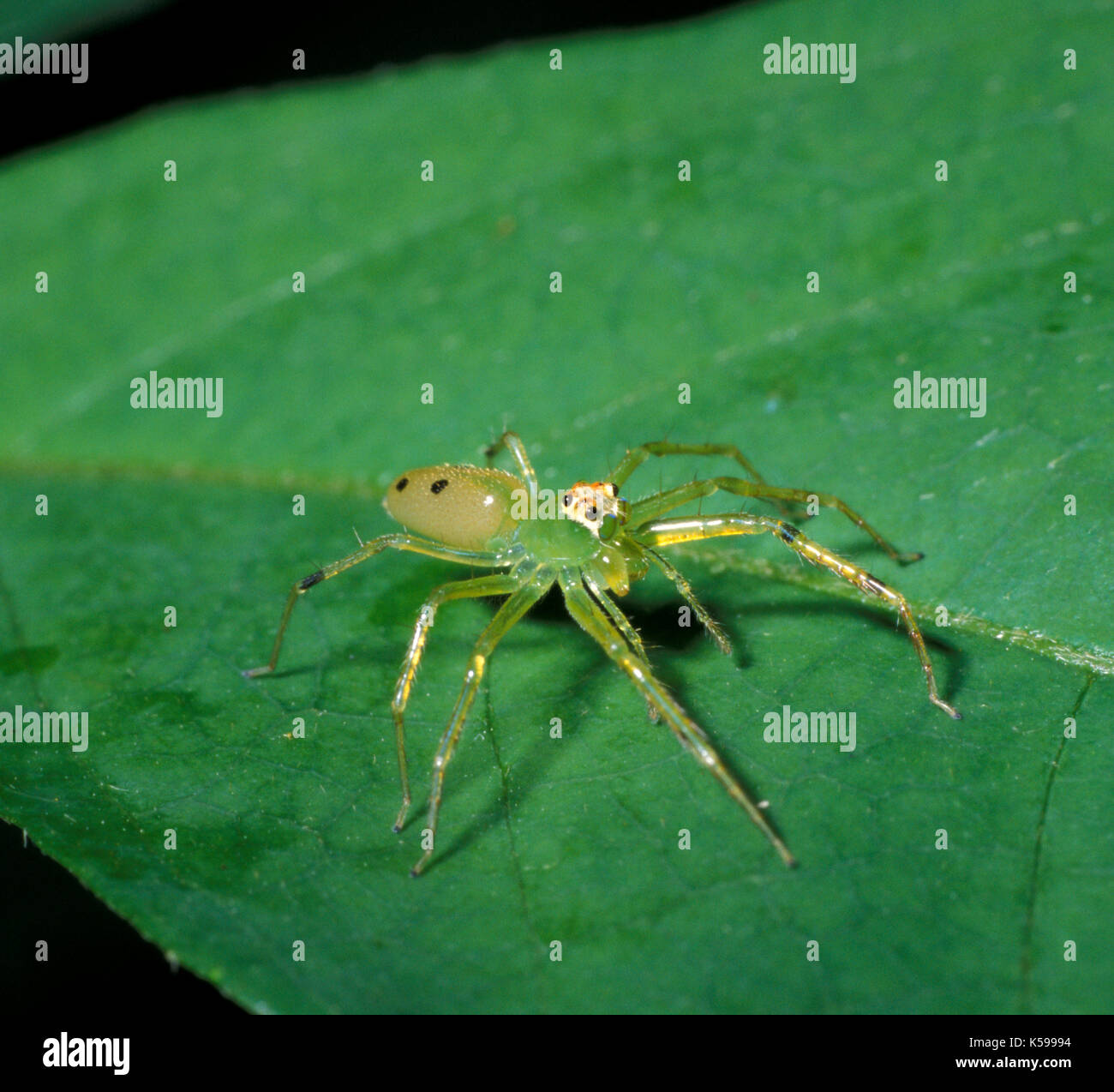 Jumping Spider, Family: Salticidae, Belize Stock Photo - Alamy