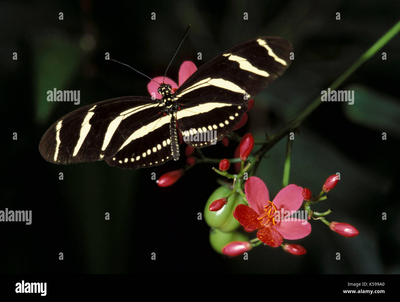 Heliconius charitonius, Zebra Butterfly, with wings open showing yellow ...