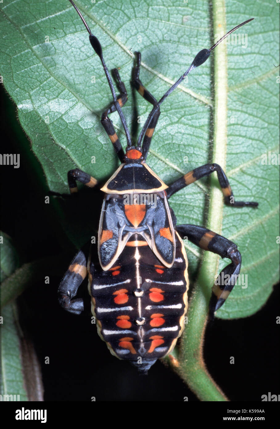Assasin Bug, Hemiptera sp, Belize, colourful on leaf Stock Photo - Alamy
