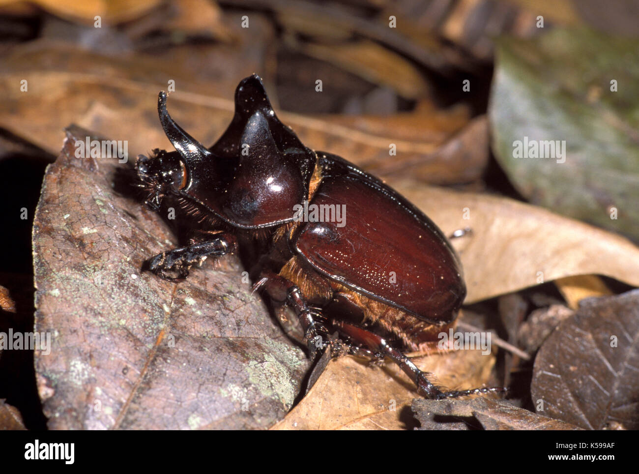 Rhino beetle hi-res stock photography and images - Alamy