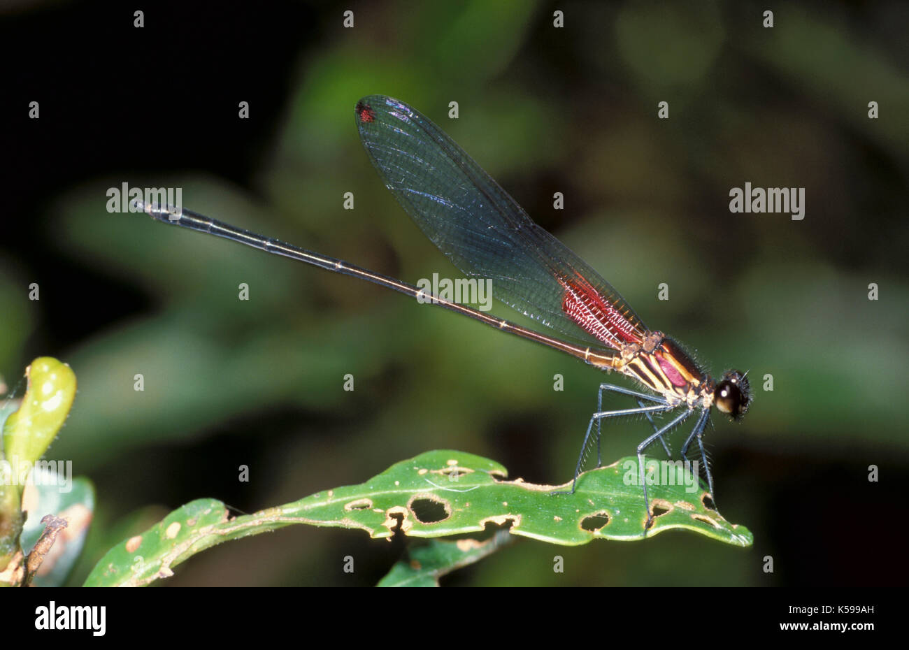 Damselfly, Coenagrionidae sp, Belize, Central America, red, pink Stock ...