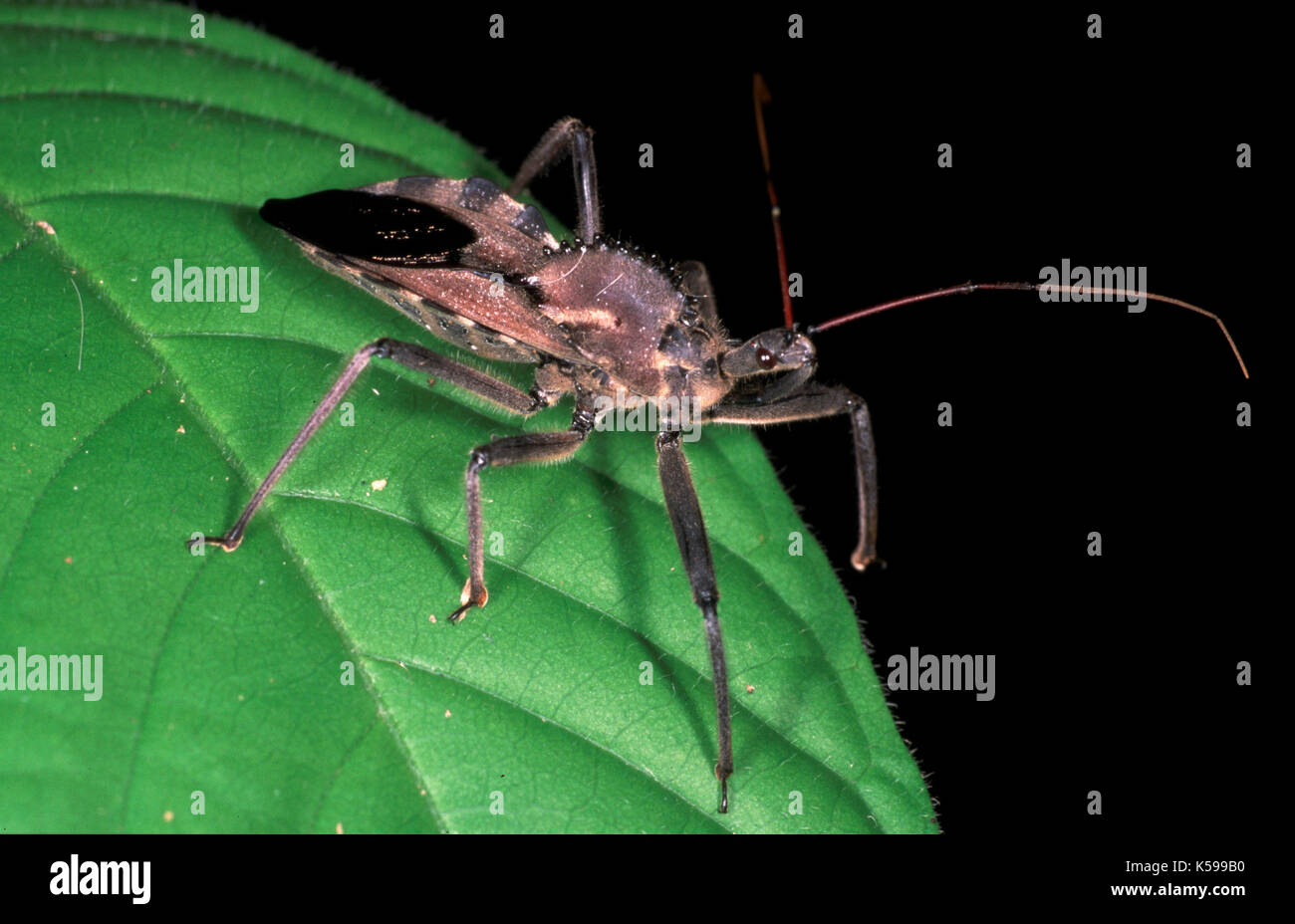 Leaf Bug, Hemiptera sp. on leaf with long antenna, Belize Stock Photo ...