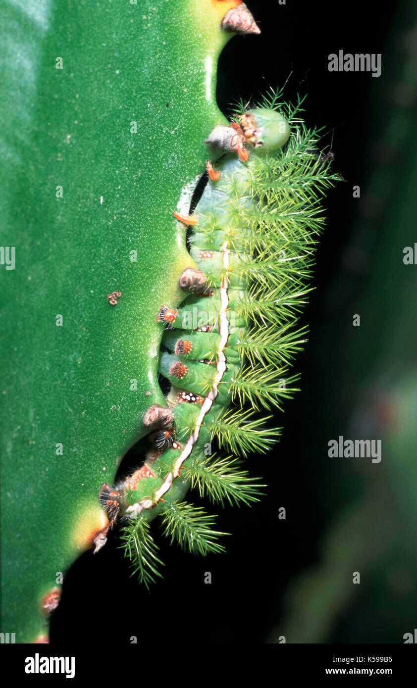 Io Moth Caterpillar, Automeris io, green & large hairy spines, on leaf ...