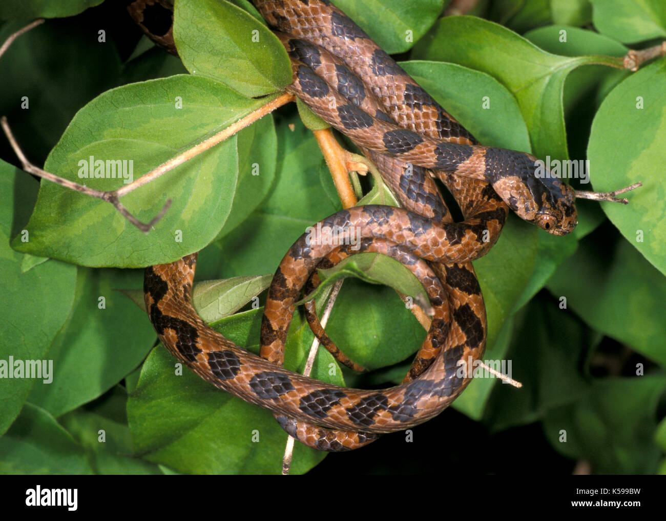 Blunt Headed Tree Snake, Imantodes cenchoa, curled on shrub/bush ...