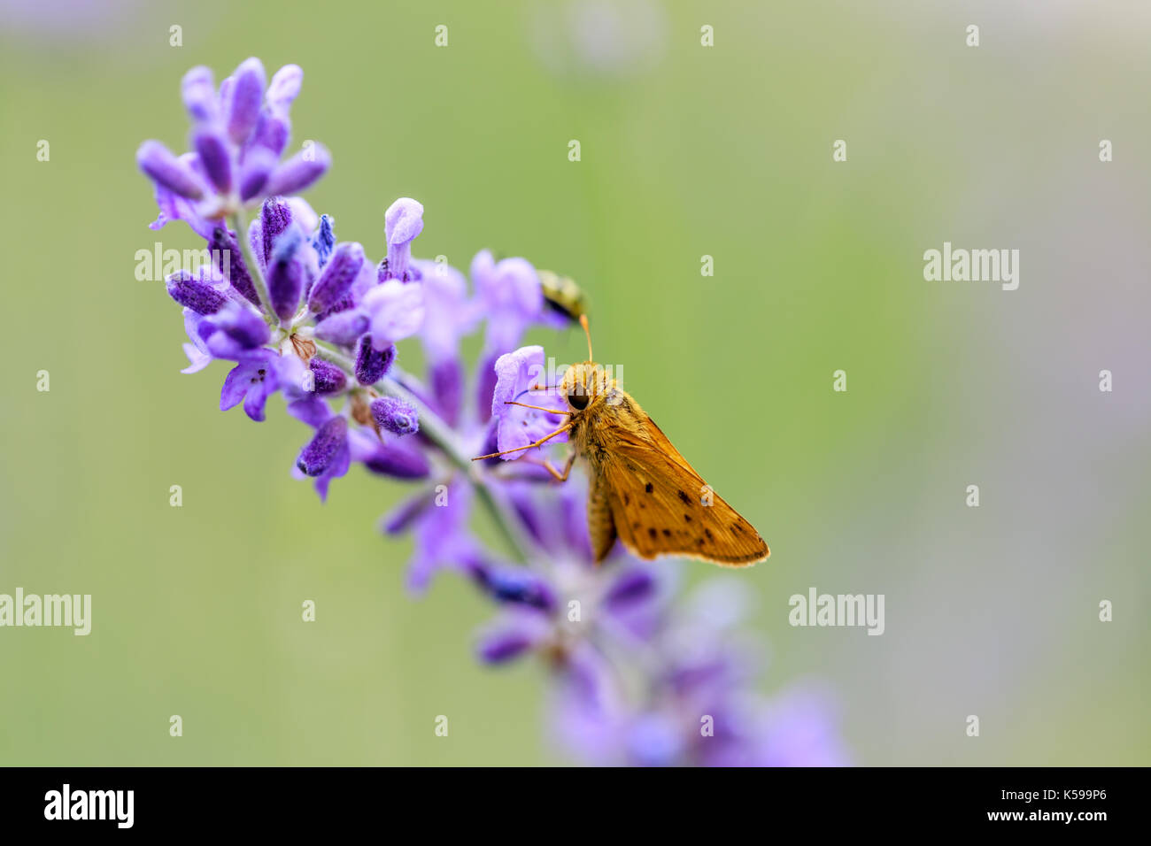 Fiery Skipper Butterfly High Resolution Stock Photography and Images ...