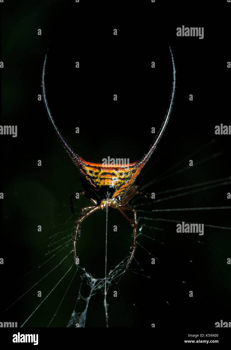 Curved Spiny Spider, Gasteracantha arcuata, Sukau River area, Sabah ...