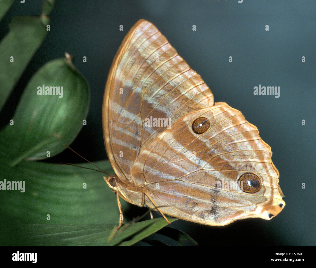 Amathusidae binghami Butterfly, Sabah Borneo, brown pattern, eye spots ...