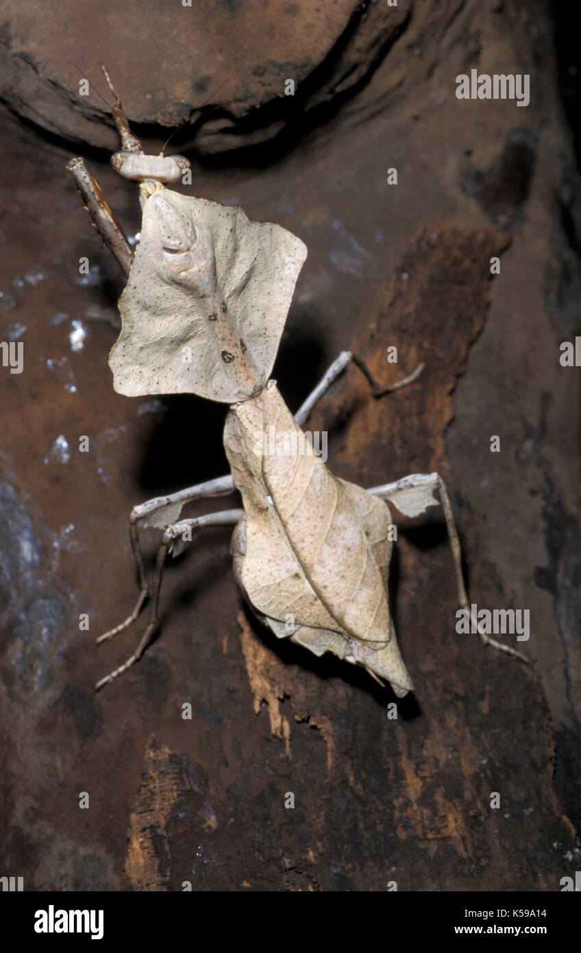 Invertebrates of borneo hi-res stock photography and images - Alamy