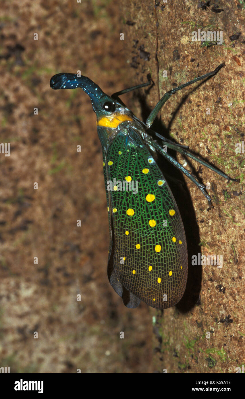 Lantern Bug, Pyrops sp., Poring Hot Springs, Sabah Borneo, green, blue ...