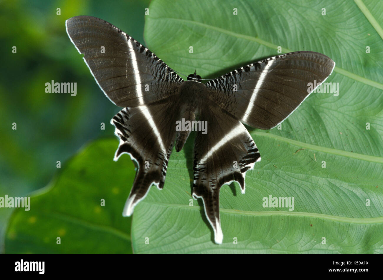Lyssa Zampa Moth, Uraniidae, Tabin, Sabah, Borneo, brown and white ...