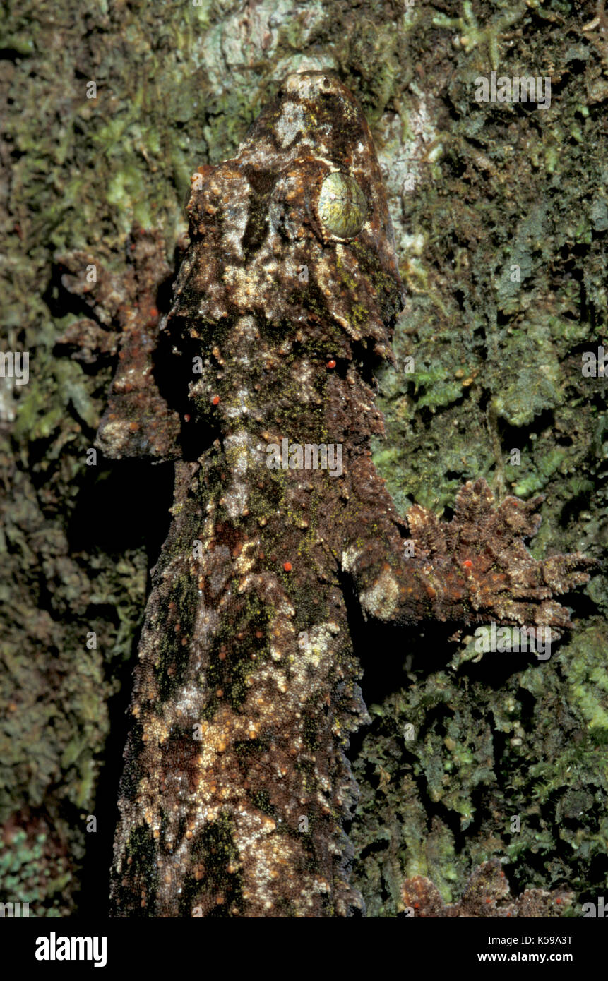 Kuhl's Gecko, Ptychozoon kuhli, Sabah, Borneo Fringes of skin between ...