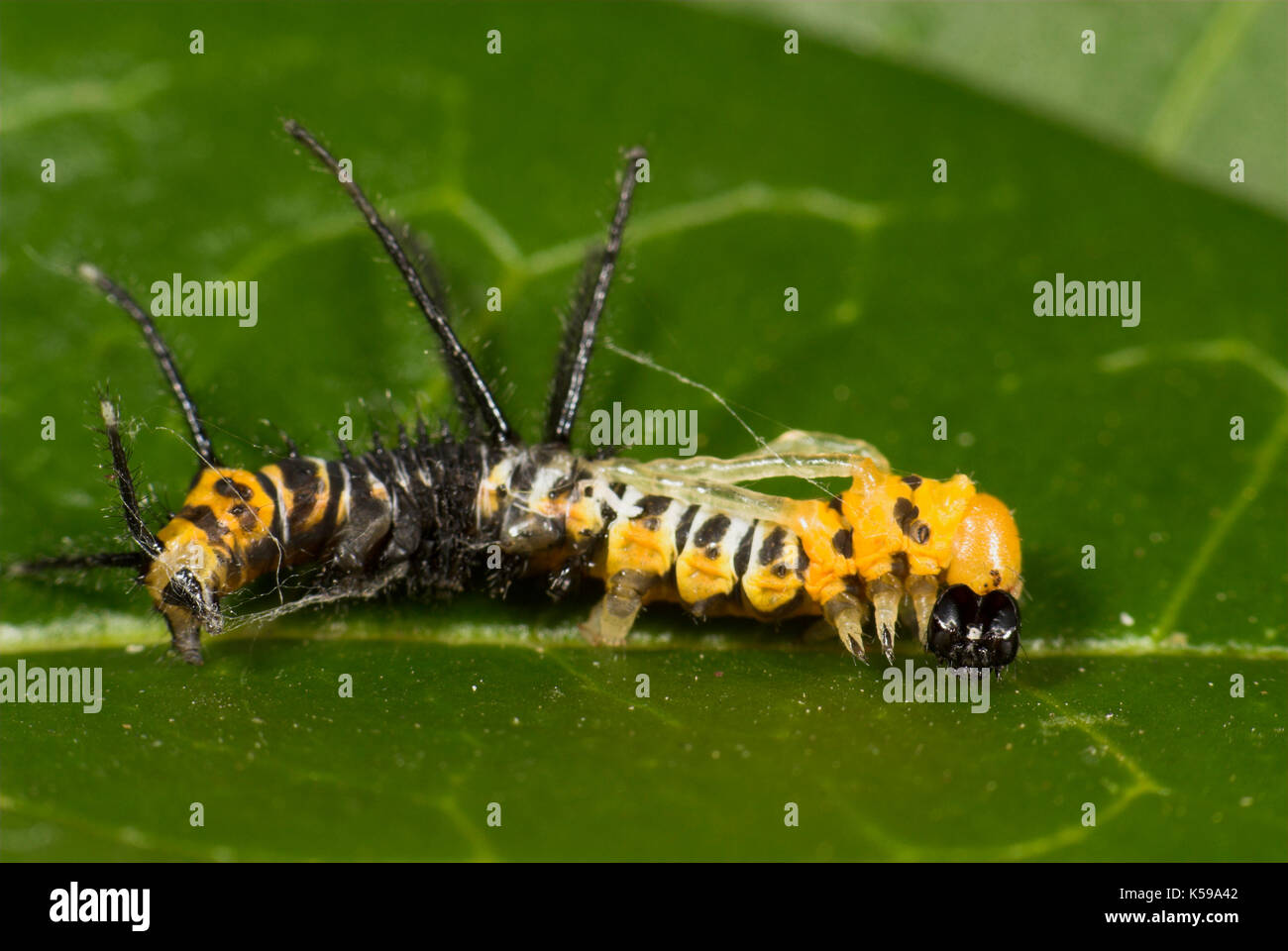 Brahmaea hearseyi Moth, Caterpillar, moulting, Borneo, black and white ...