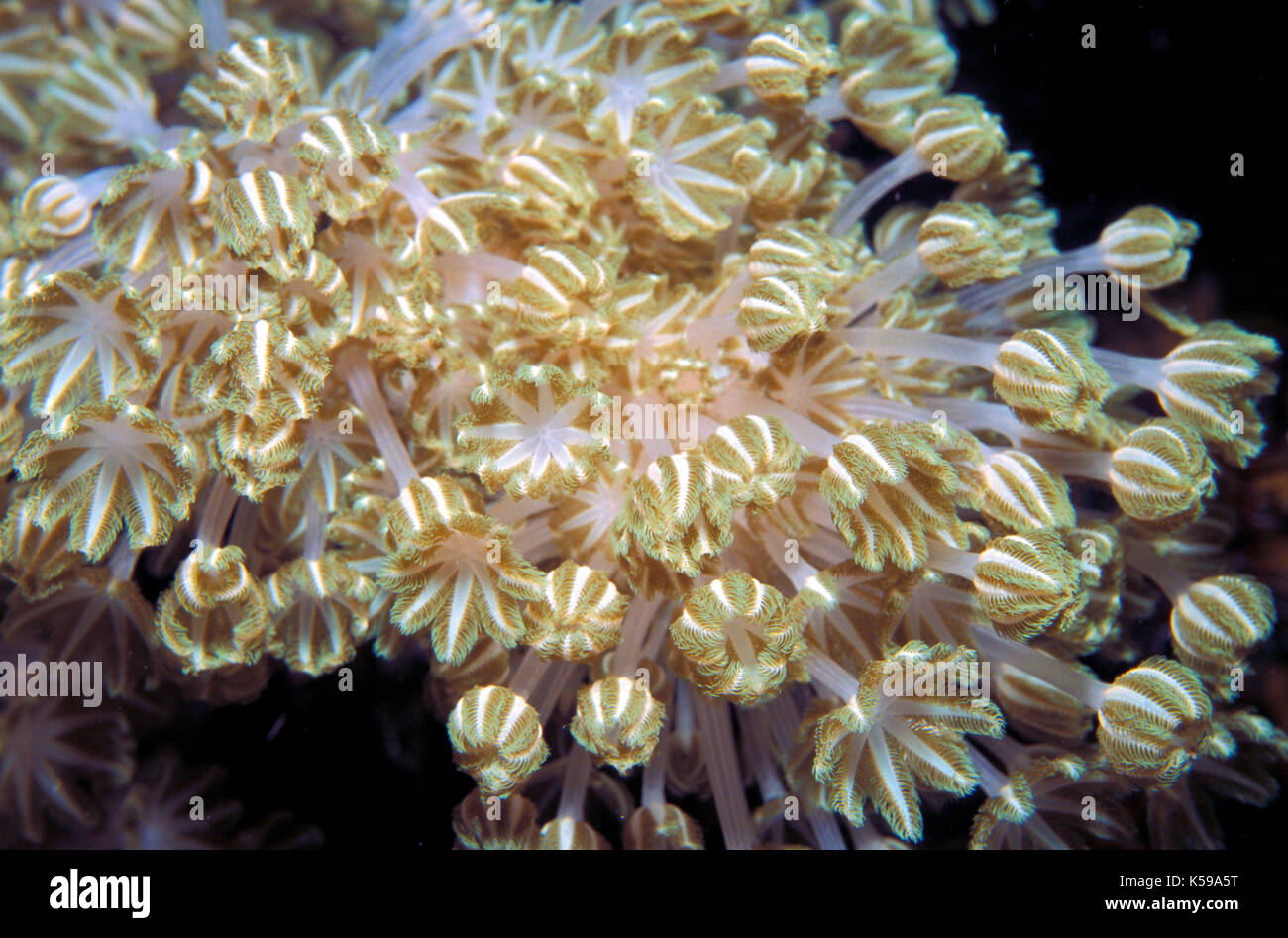 Alcyonacea Soft Coral pattern Sabah Borneo Stock Photo - Alamy