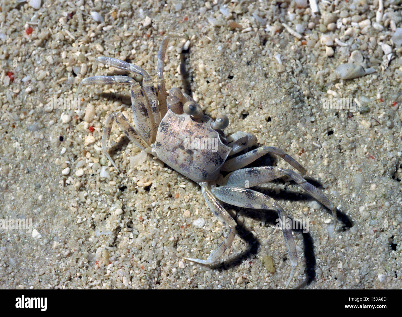 Ocypode quadrata hi-res stock photography and images - Alamy