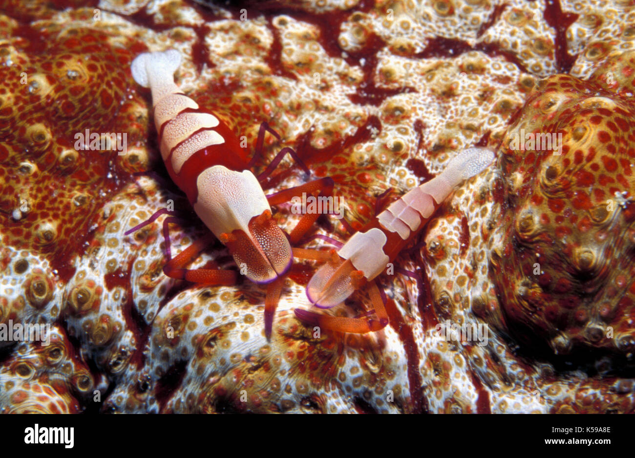 Emperor Shrimps, Synaptic Pair, Periclimenes imperator, Sabah, Borneo ...