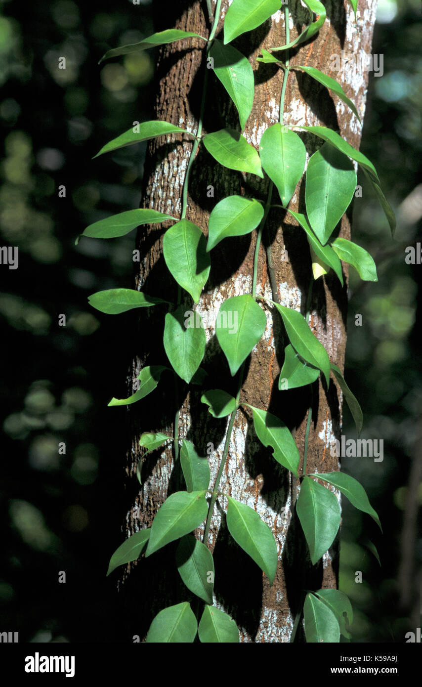 Vine growing around tree trunk, Rainforest, Sabah, Borneo Stock Photo ...
