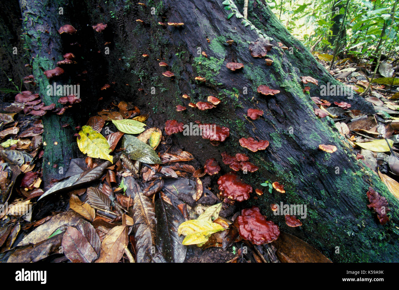 Bracket fungi on tree, Rainforest, Sabah, Borneo Stock Photo - Alamy