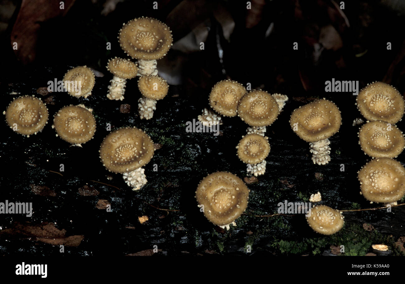 Cap fungi, Rainforest, Sabah, Borneo Stock Photo - Alamy