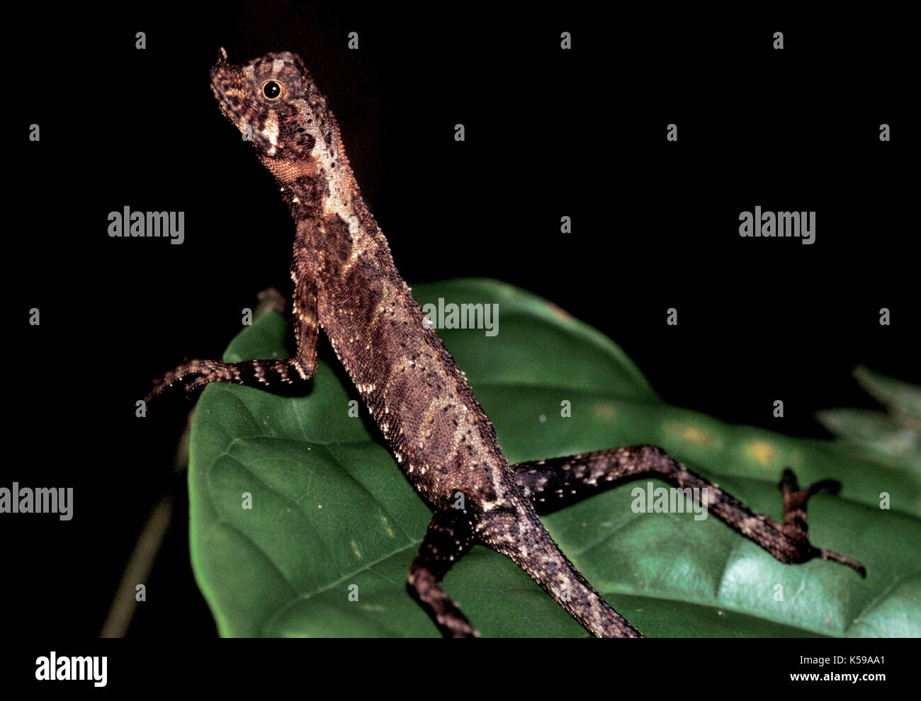 Flying lizard hi-res stock photography and images - Alamy